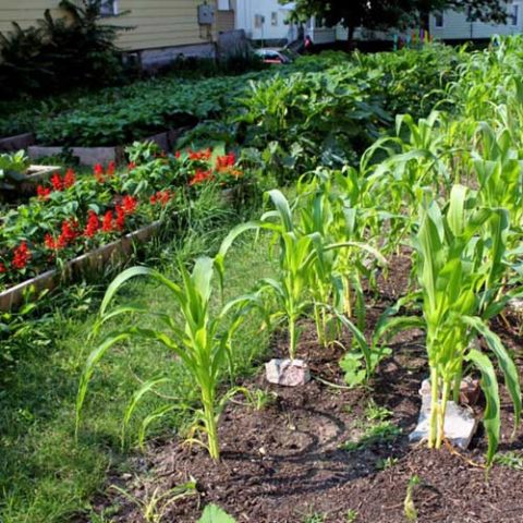 SOFSA | Syracuse-Onondaga Food Systems Alliance